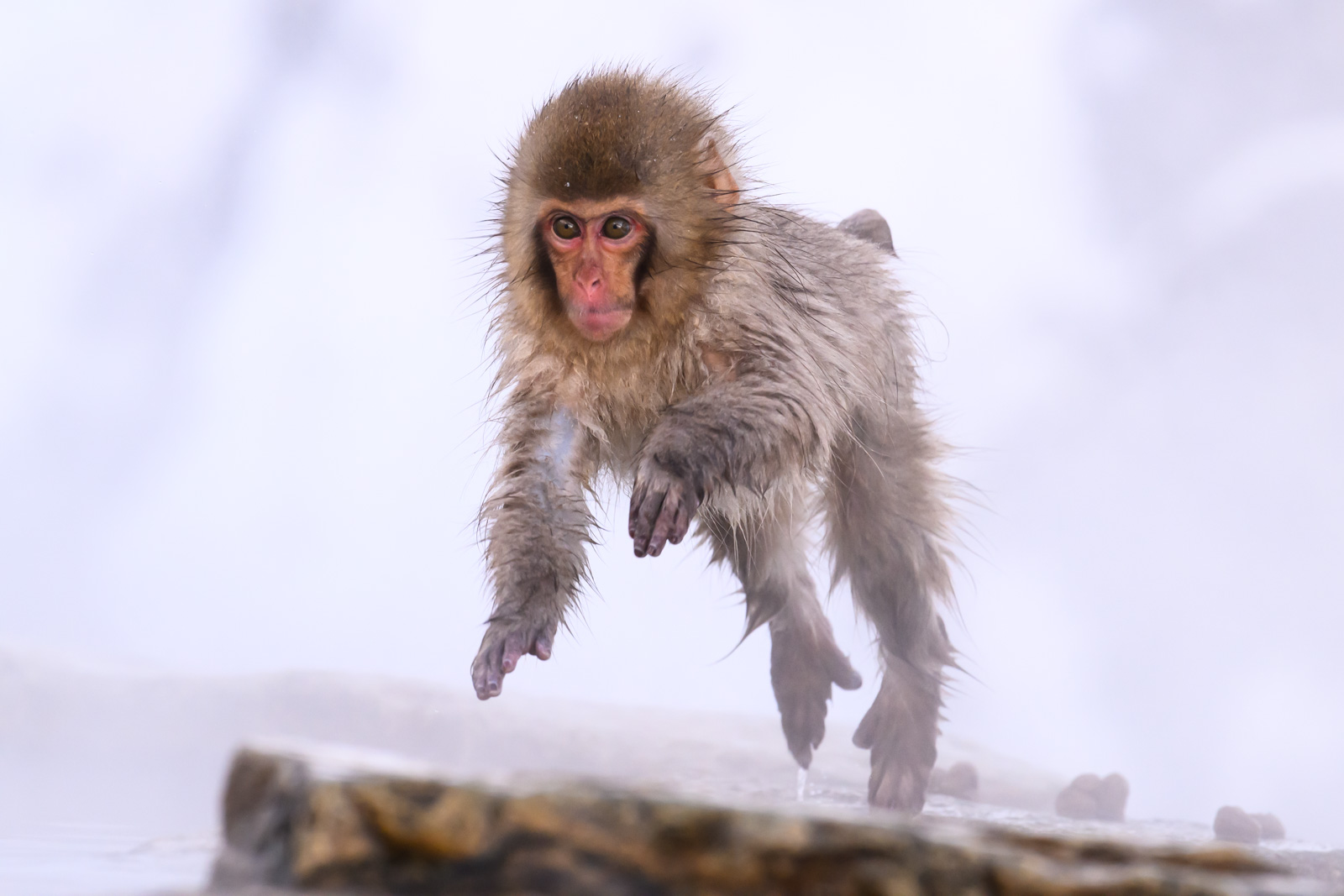 Snow Monkeys, Cranes, Whooper Swans and Eagles in Japan — Natural ...